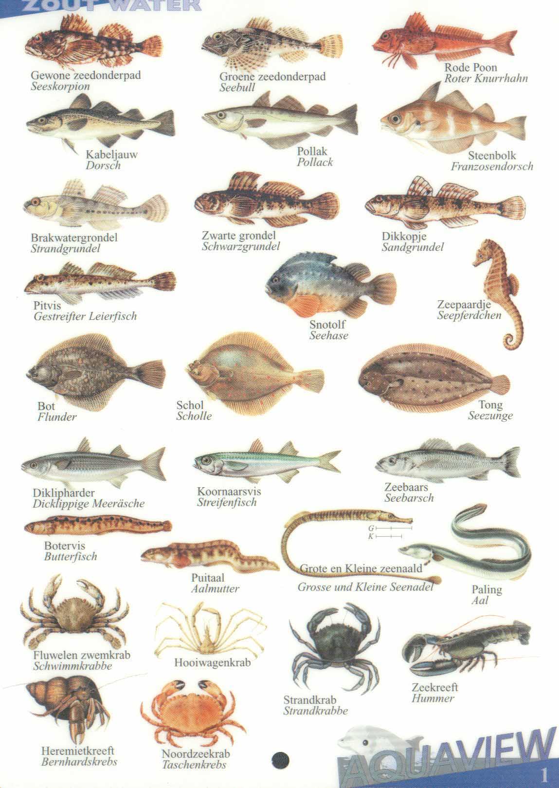 Vissen - Botenvereniging de Werf